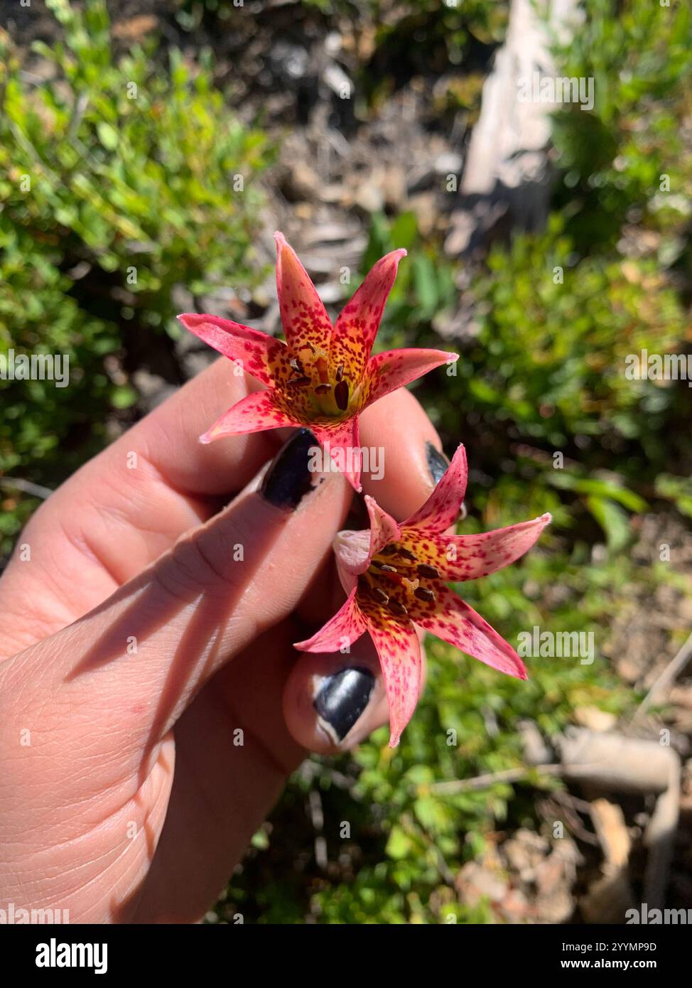 Bolander’s lily hi-res stock photography and images - Alamy