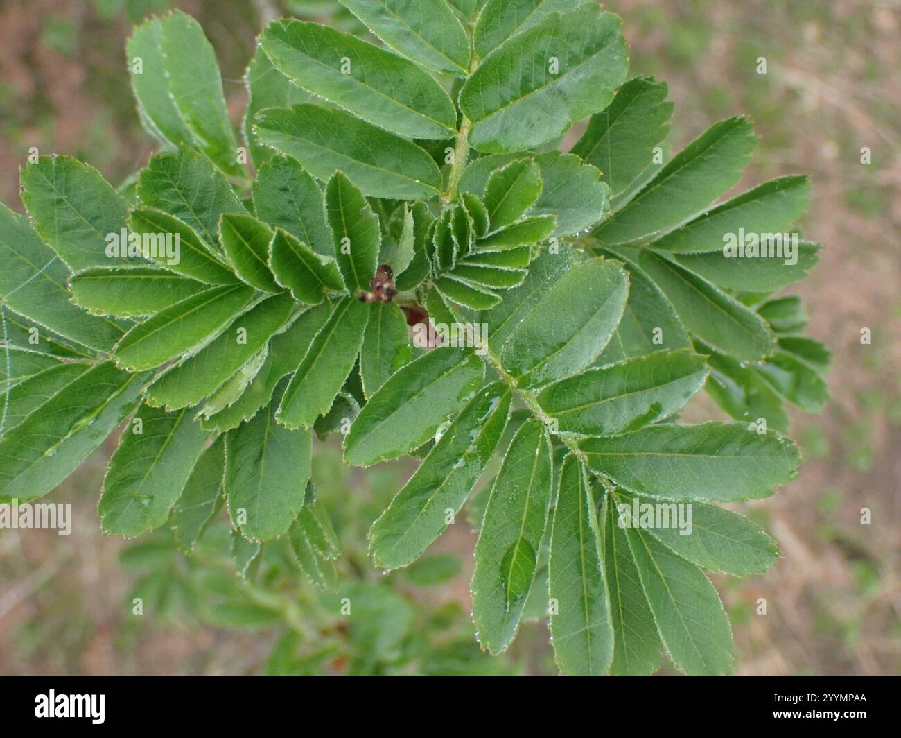 Sitka Mountain-Ash (Sorbus sitchensis Stock Photo - Alamy