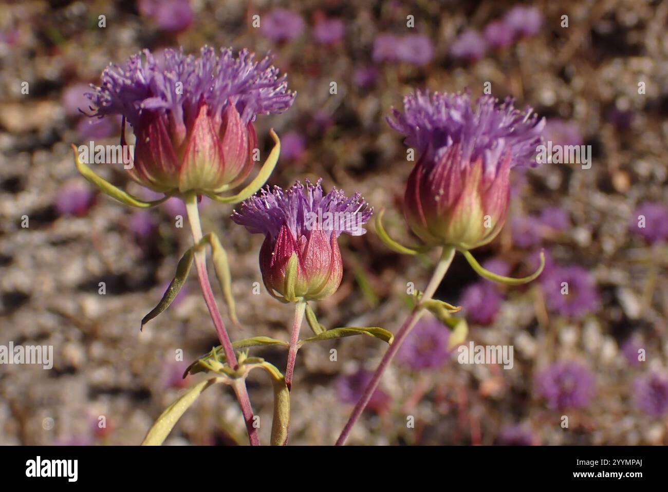 Monardella lanceolata hi-res stock photography and images - Alamy