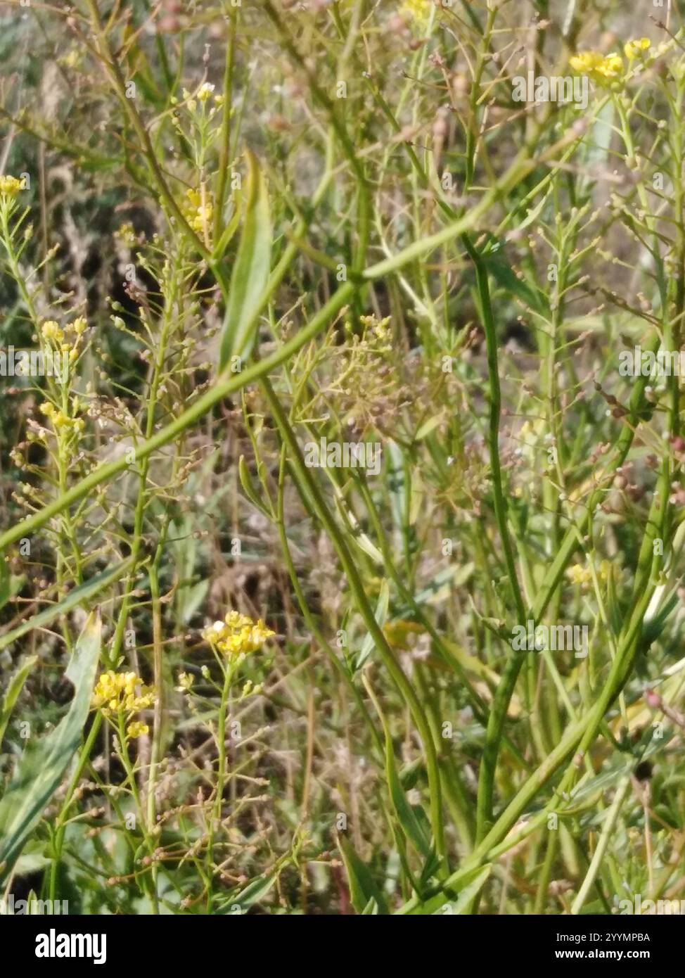 Amphibious Yellowcress (Rorippa amphibia Stock Photo - Alamy