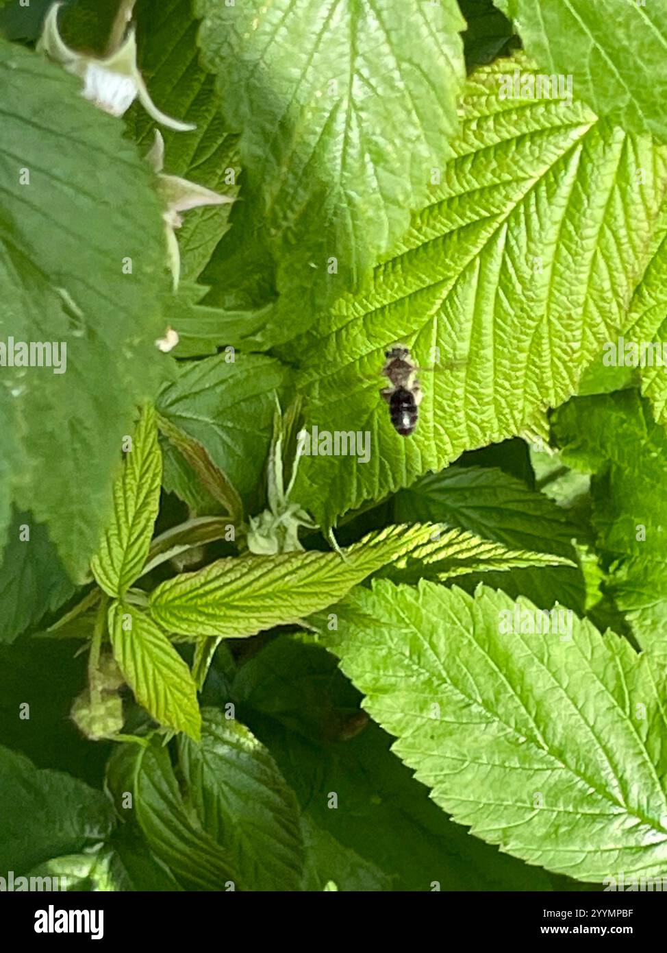 Black-and-gray Leafcutter Bee (Megachile melanophaea Stock Photo - Alamy