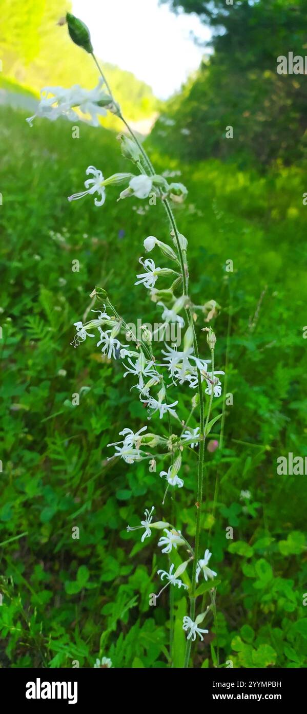 Nottingham Catchfly (Silene nutans Stock Photo - Alamy