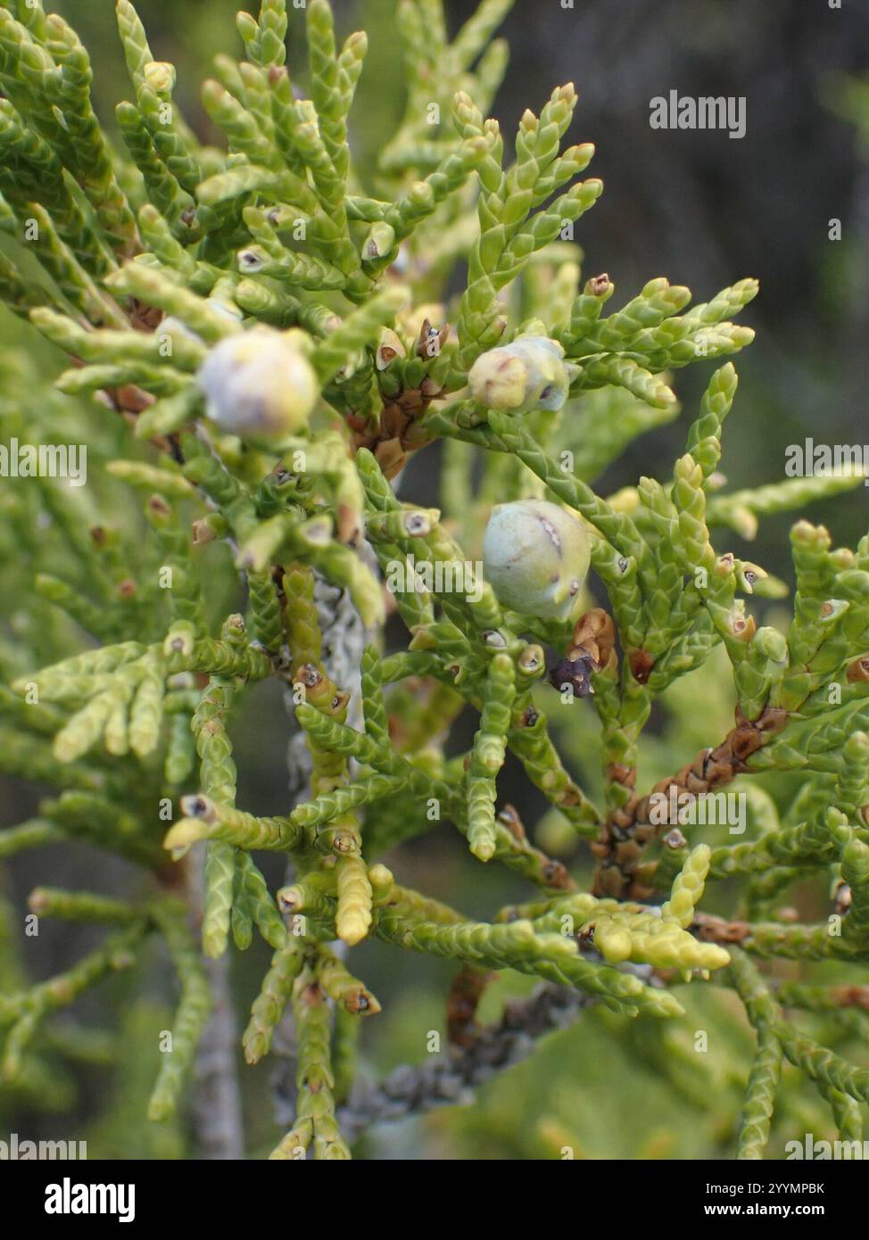 Rocky Mountain Juniper (Juniperus scopulorum Stock Photo - Alamy