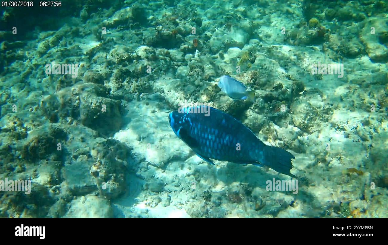 Coelestinus hi-res stock photography and images - Alamy