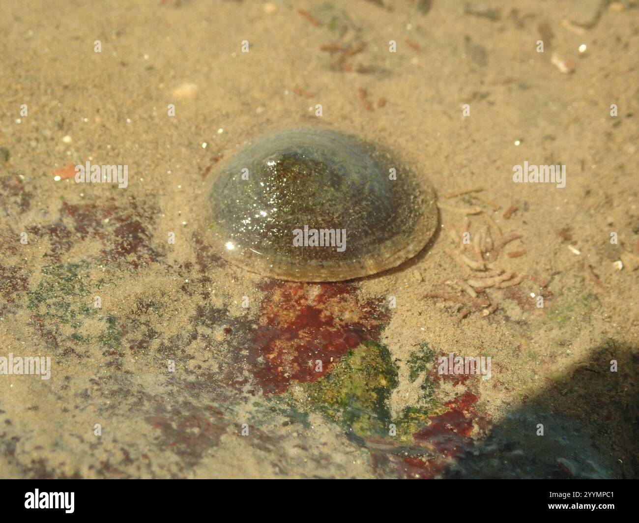 File Limpet (Lottia limatula Stock Photo - Alamy