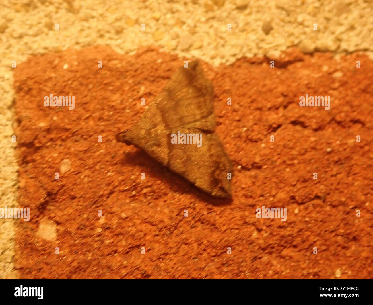 Ambiguous Moth (Lascoria ambigualis Stock Photo - Alamy