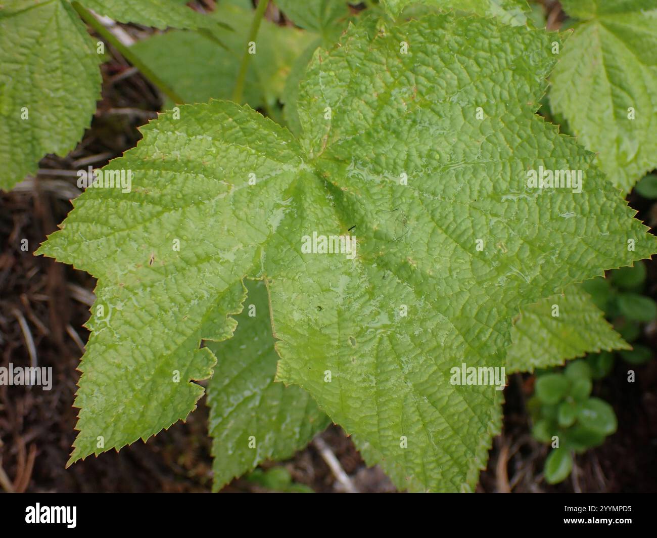 thimbleberry (Rubus parviflorus Stock Photo - Alamy