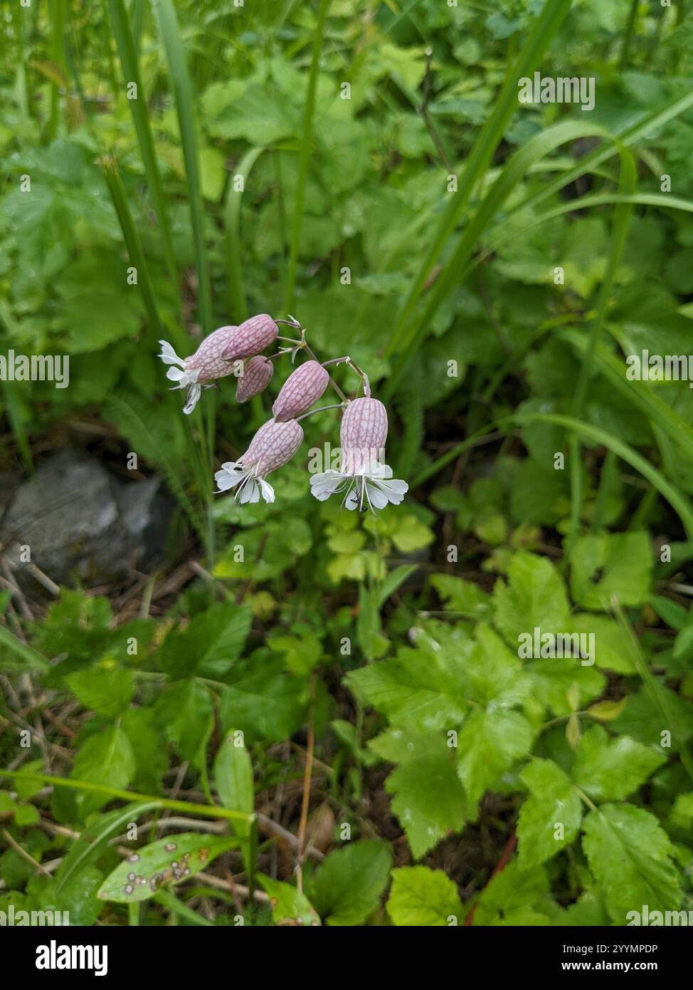 bladder campion (Silene vulgaris Stock Photo - Alamy
