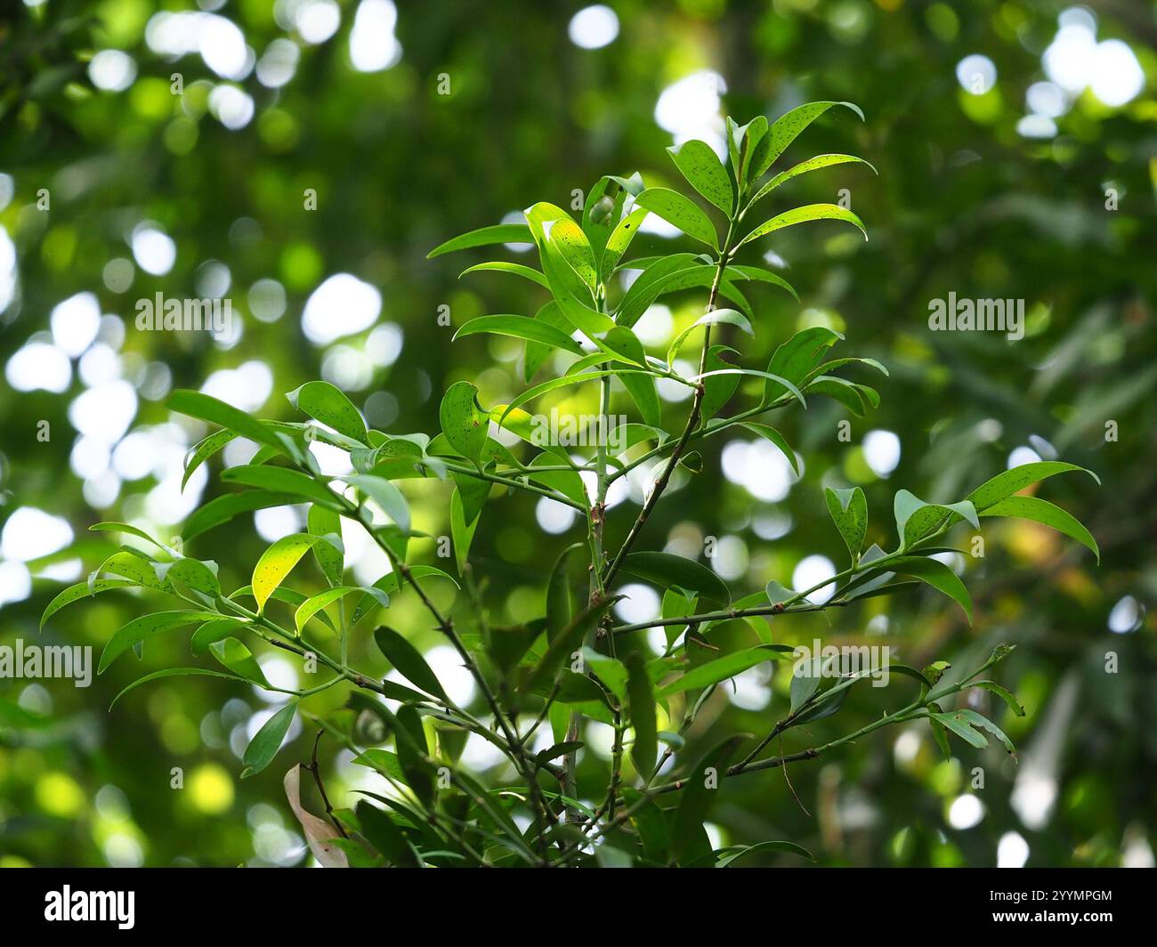 Asian bayberry (Nageia nagi Stock Photo - Alamy