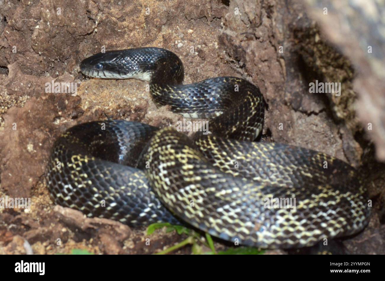 Gray Ratsnake (Pantherophis spiloides Stock Photo - Alamy