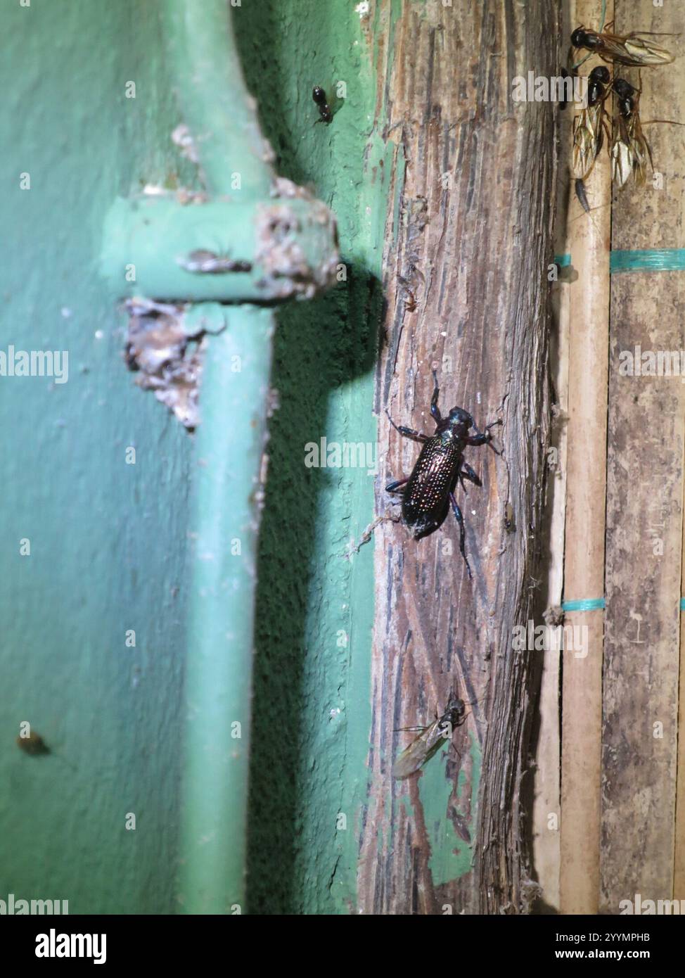 Strongylium hi-res stock photography and images - Alamy