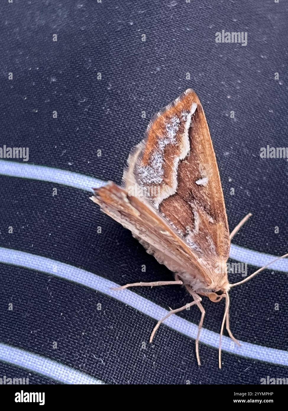 Brown Pine Looper Moth (Caripeta angustiorata Stock Photo - Alamy