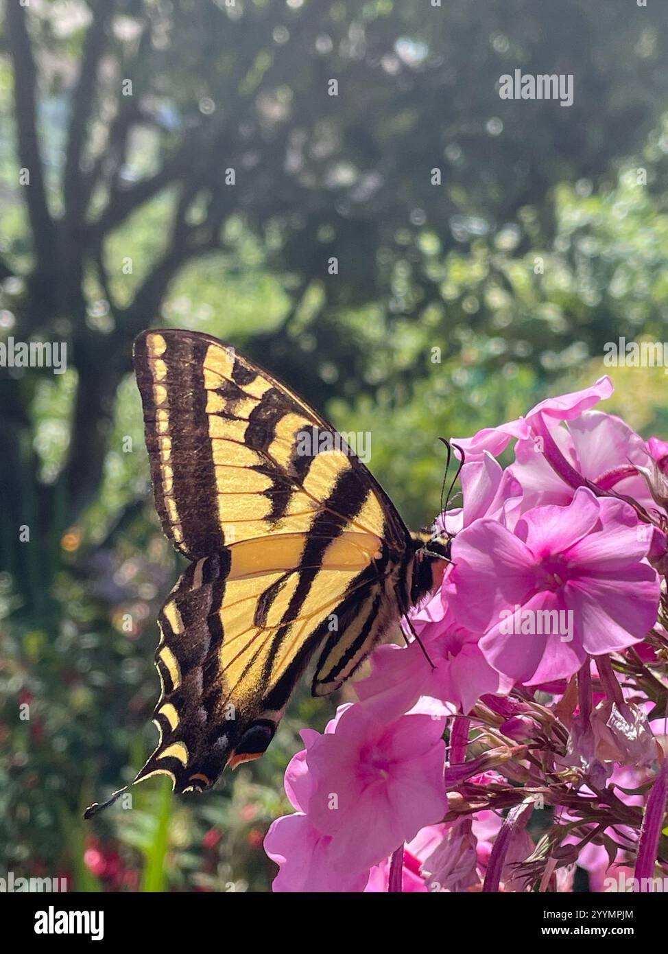 Western Tiger Swallowtail (Papilio rutulus Stock Photo - Alamy