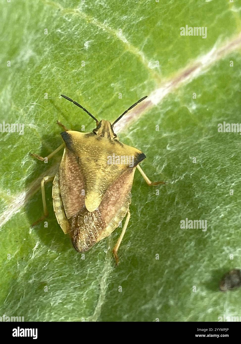 northern fruit bug (Carpocoris fuscispinus Stock Photo - Alamy