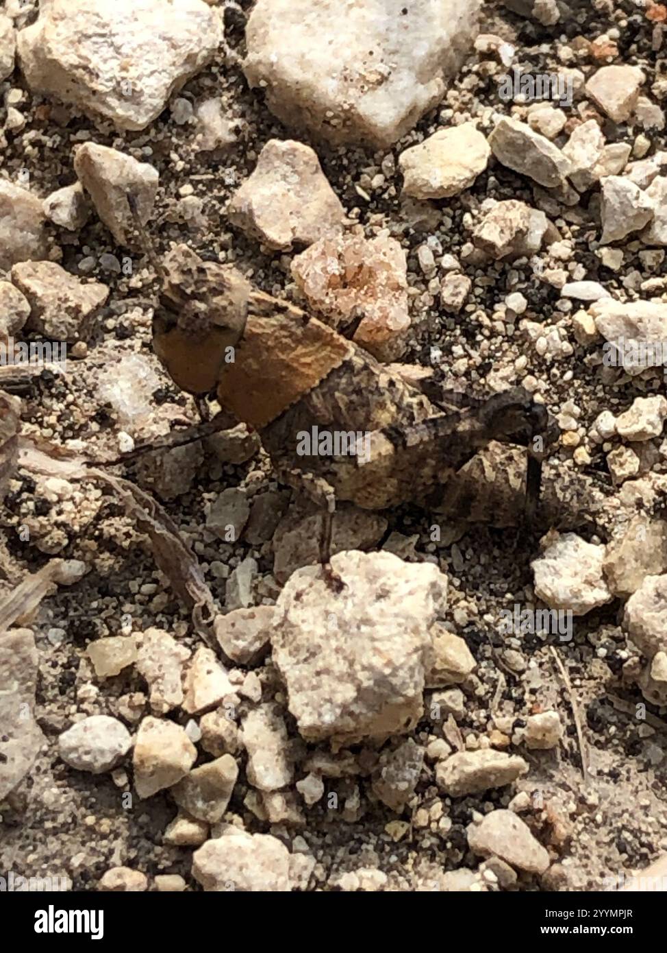 Plains Yellow-winged Grasshopper (Arphia simplex Stock Photo - Alamy