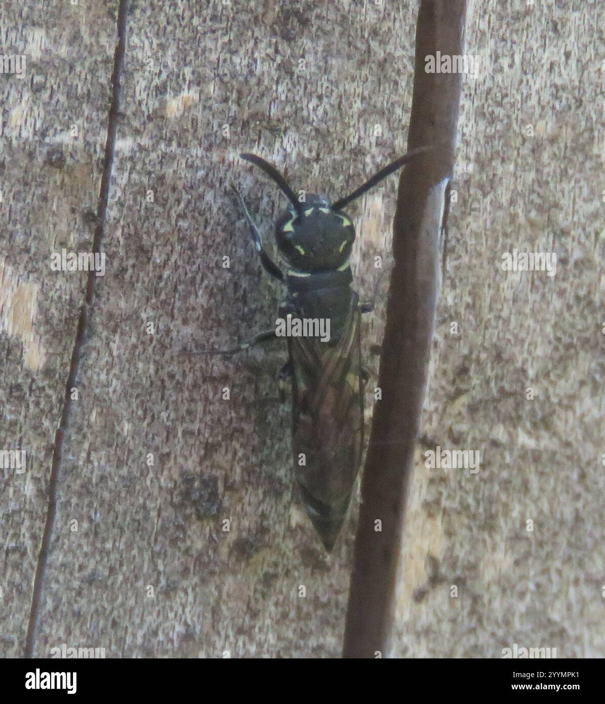 Club-horned wasp (Krombeinopyga pumila Stock Photo - Alamy