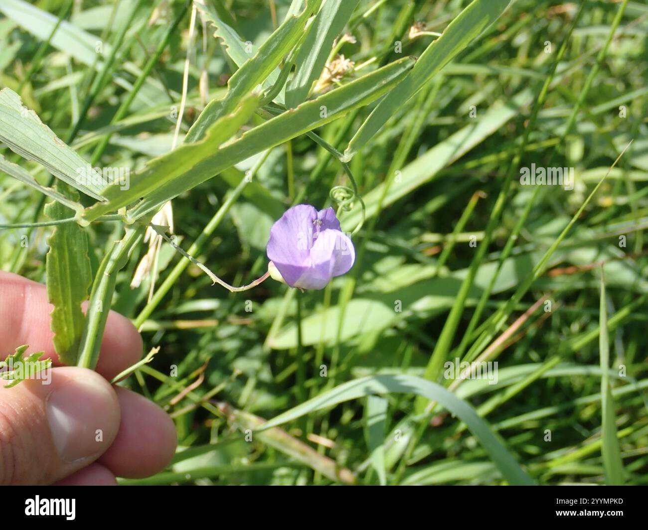 marsh pea (Lathyrus palustris Stock Photo - Alamy