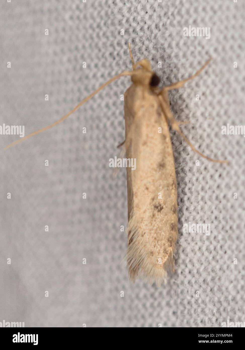 Fungus Moths, Clothes Moths, & Allies (Tineidae Stock Photo - Alamy