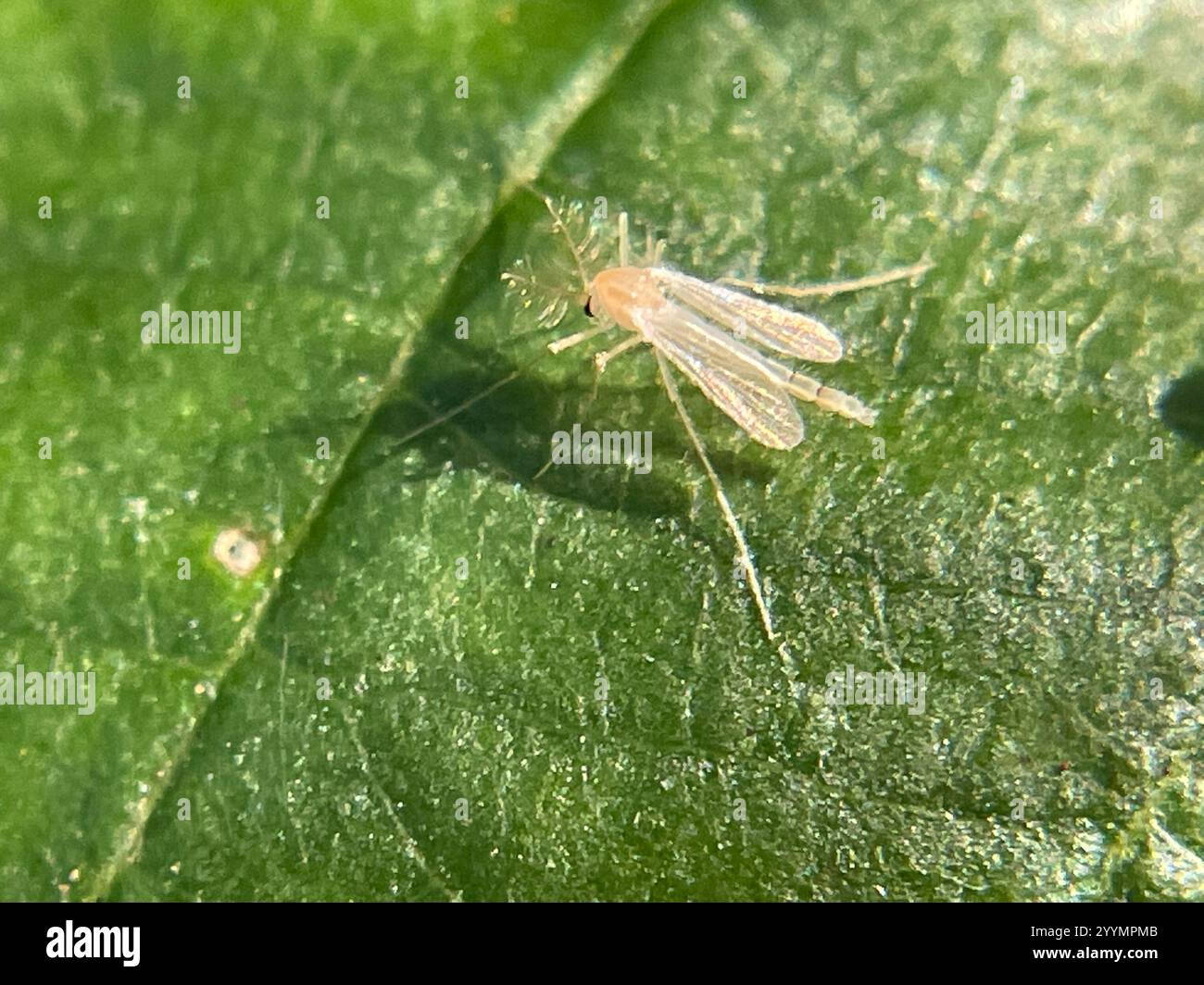 Non-biting Midges (Chironomidae Stock Photo - Alamy