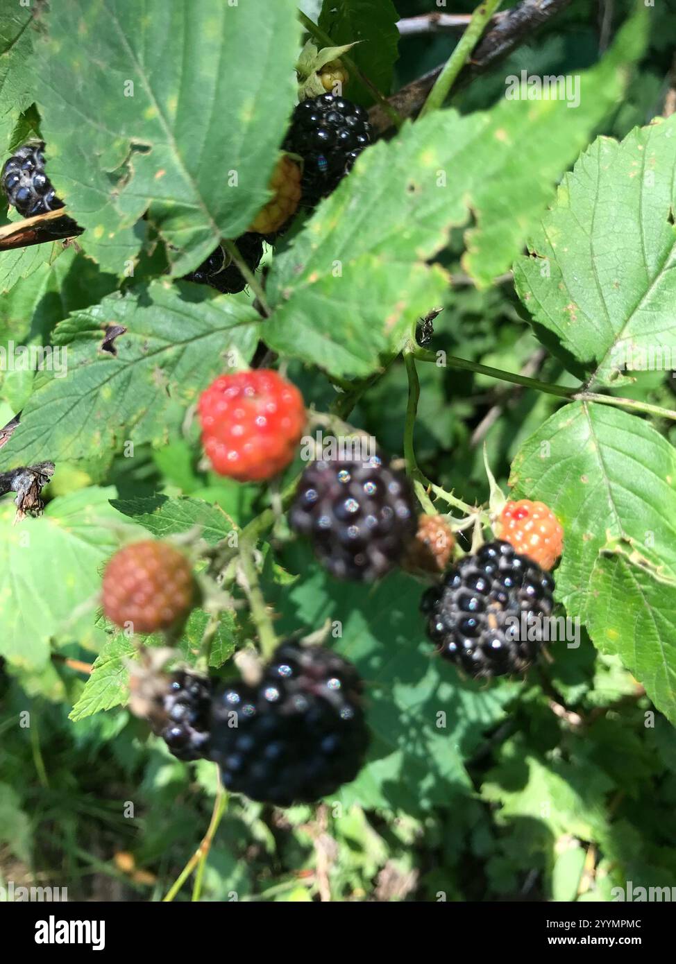 black raspberry (Rubus occidentalis Stock Photo - Alamy