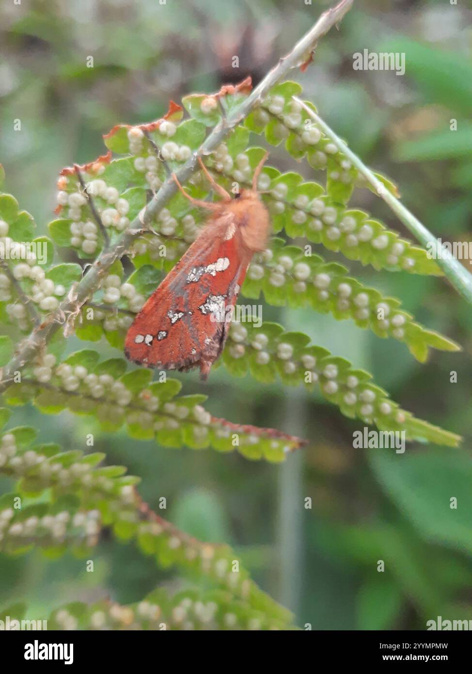 Gold Swift (Phymatopus hecta Stock Photo - Alamy