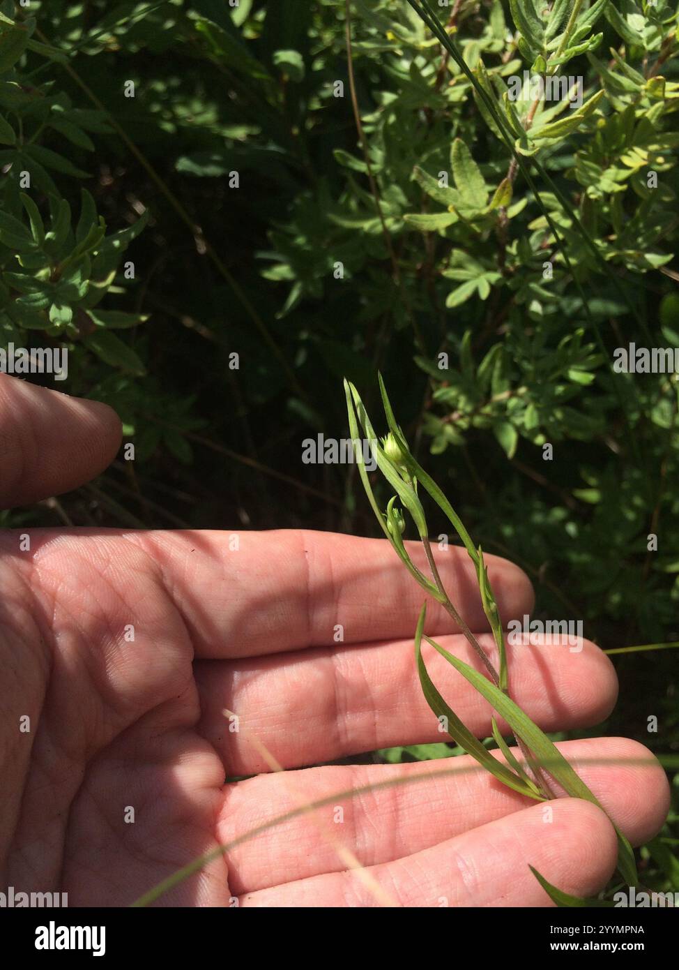 northern bog aster (Symphyotrichum boreale Stock Photo - Alamy
