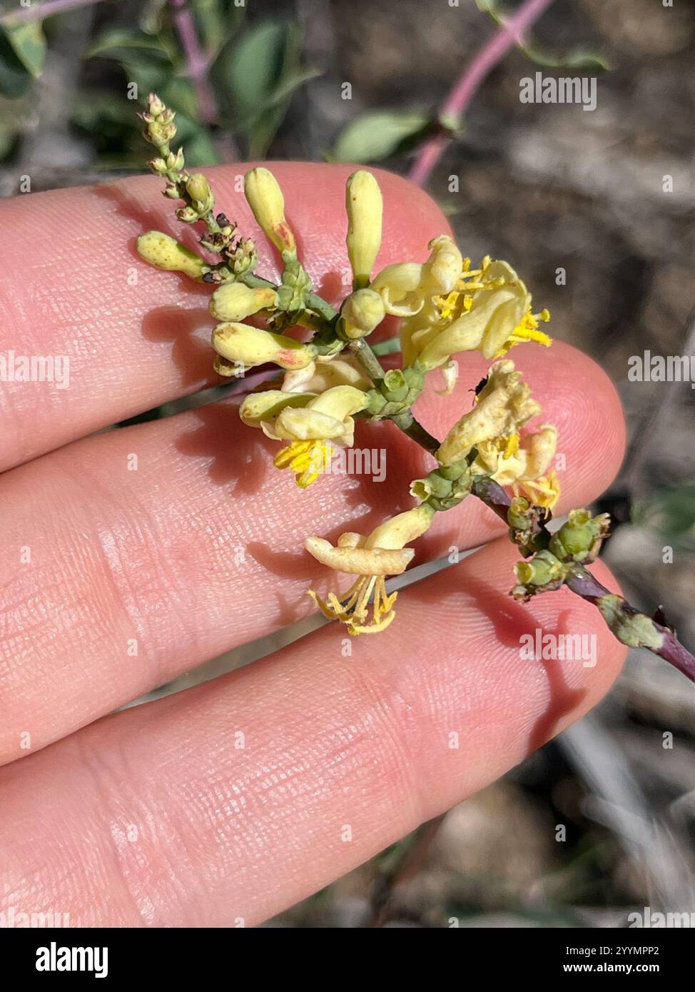 Lonicera interrupta hi-res stock photography and images - Alamy