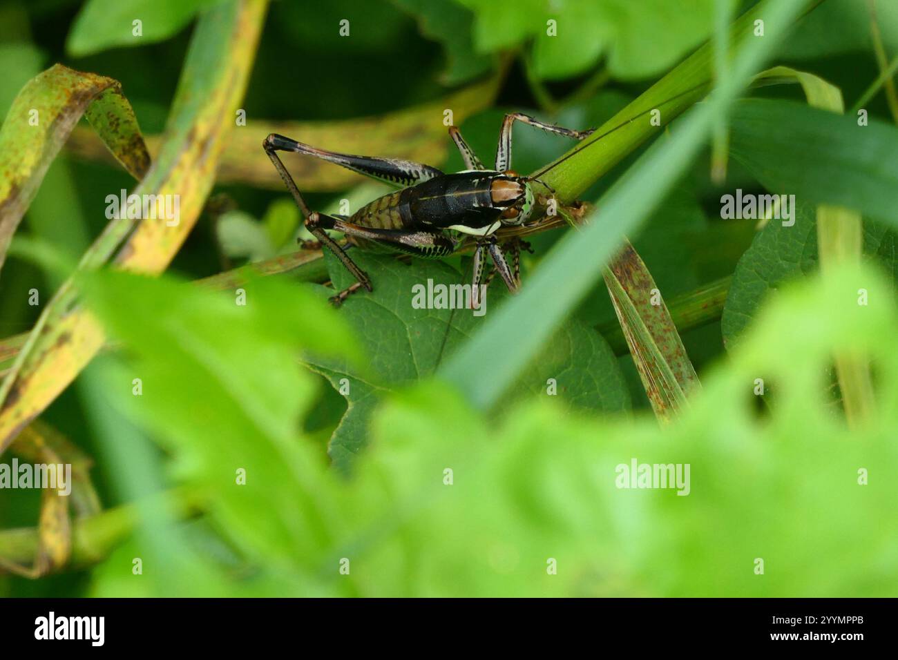 Schmidt's Marbled Bush-cricket (Eupholidoptera schmidti Stock Photo - Alamy