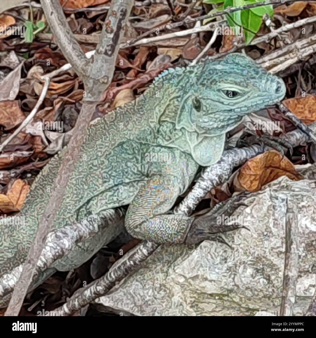 Grand Cayman Blue Iguana (Cyclura lewisi Stock Photo - Alamy