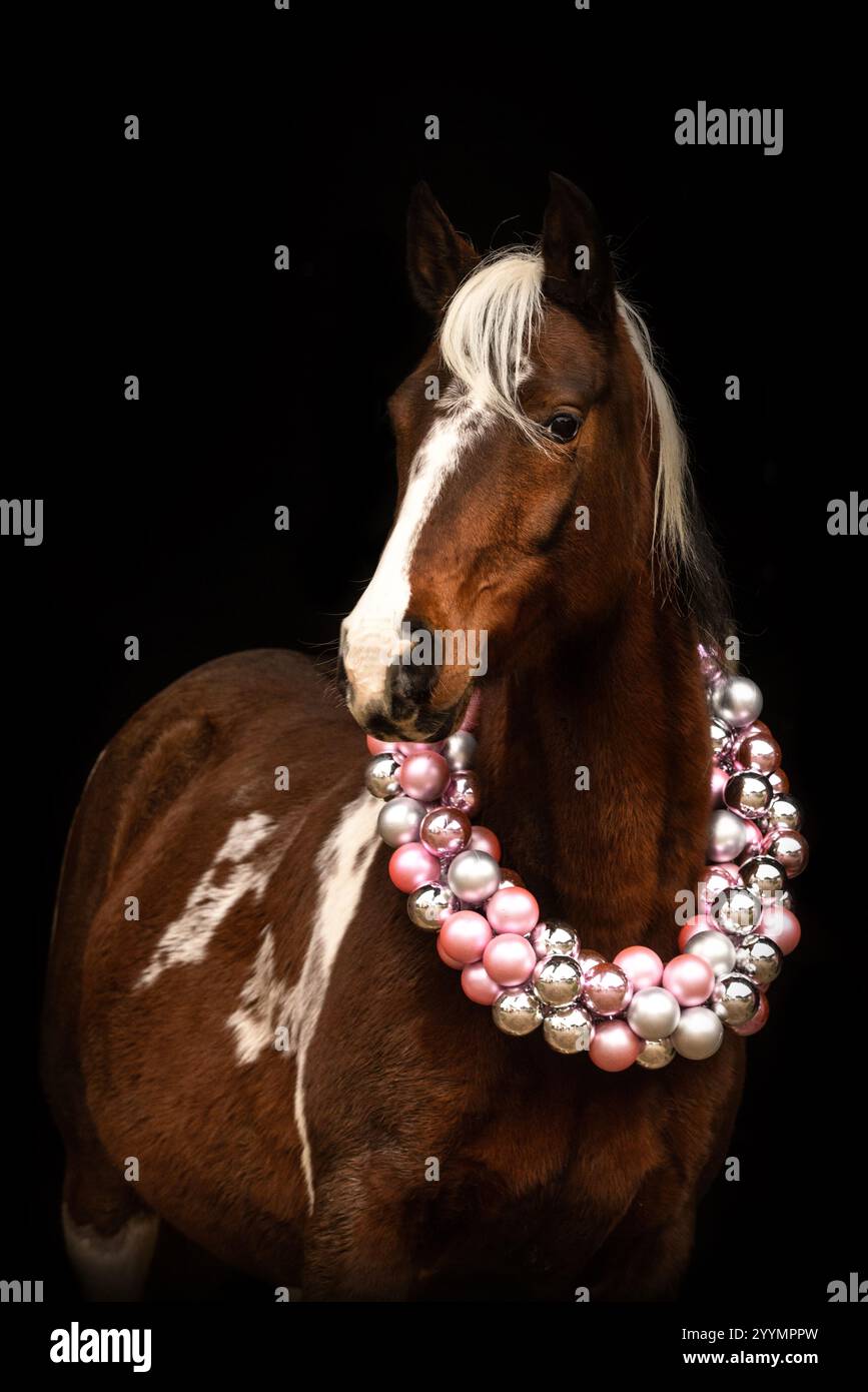 Black shot portrait of a paint horse mare in a festive christmas ...
