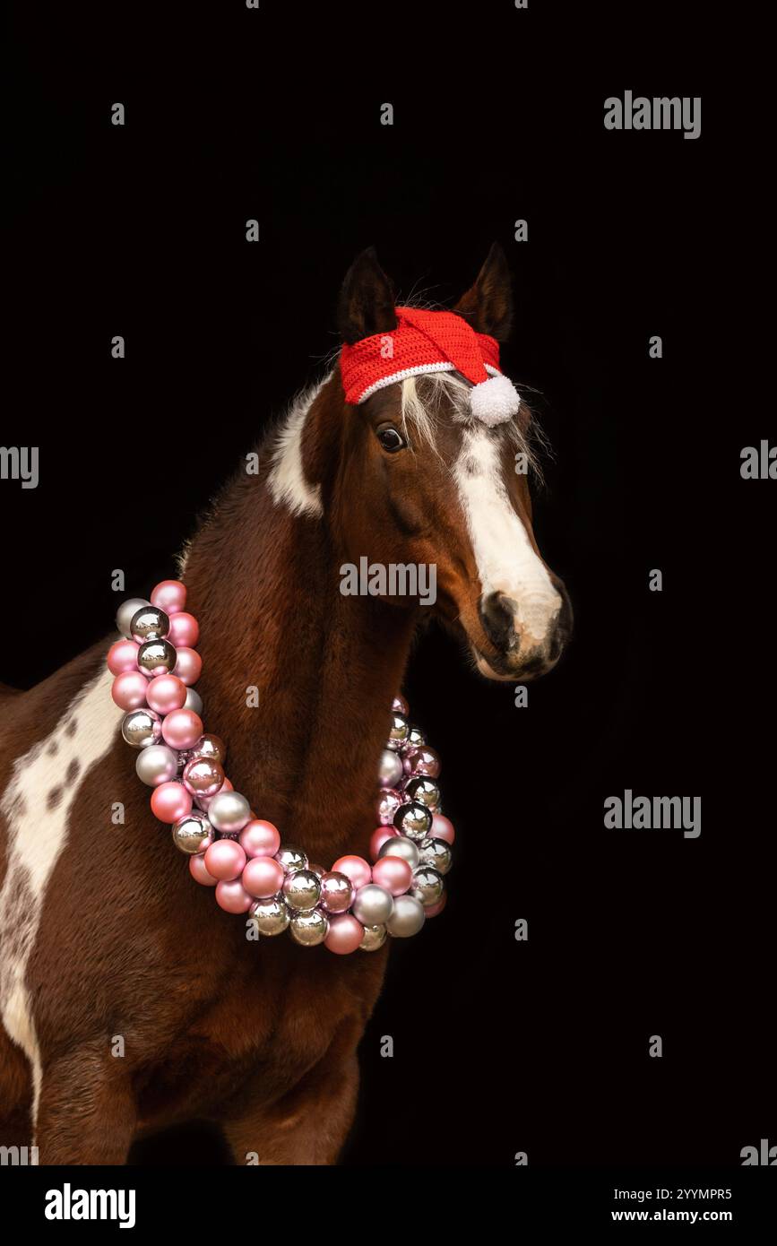 Black shot portrait of a paint horse mare in a festive christmas ...