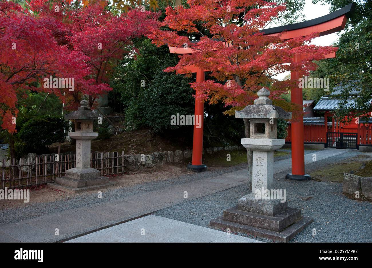 Bright red autumn maple trees highlight Tenryuji Hachimangu Shinto ...