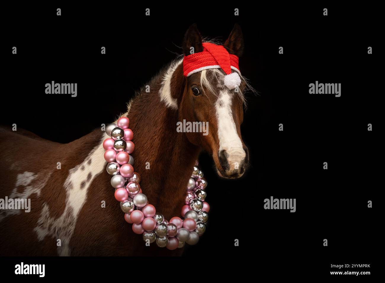Black shot portrait of a paint horse mare in a festive christmas ...