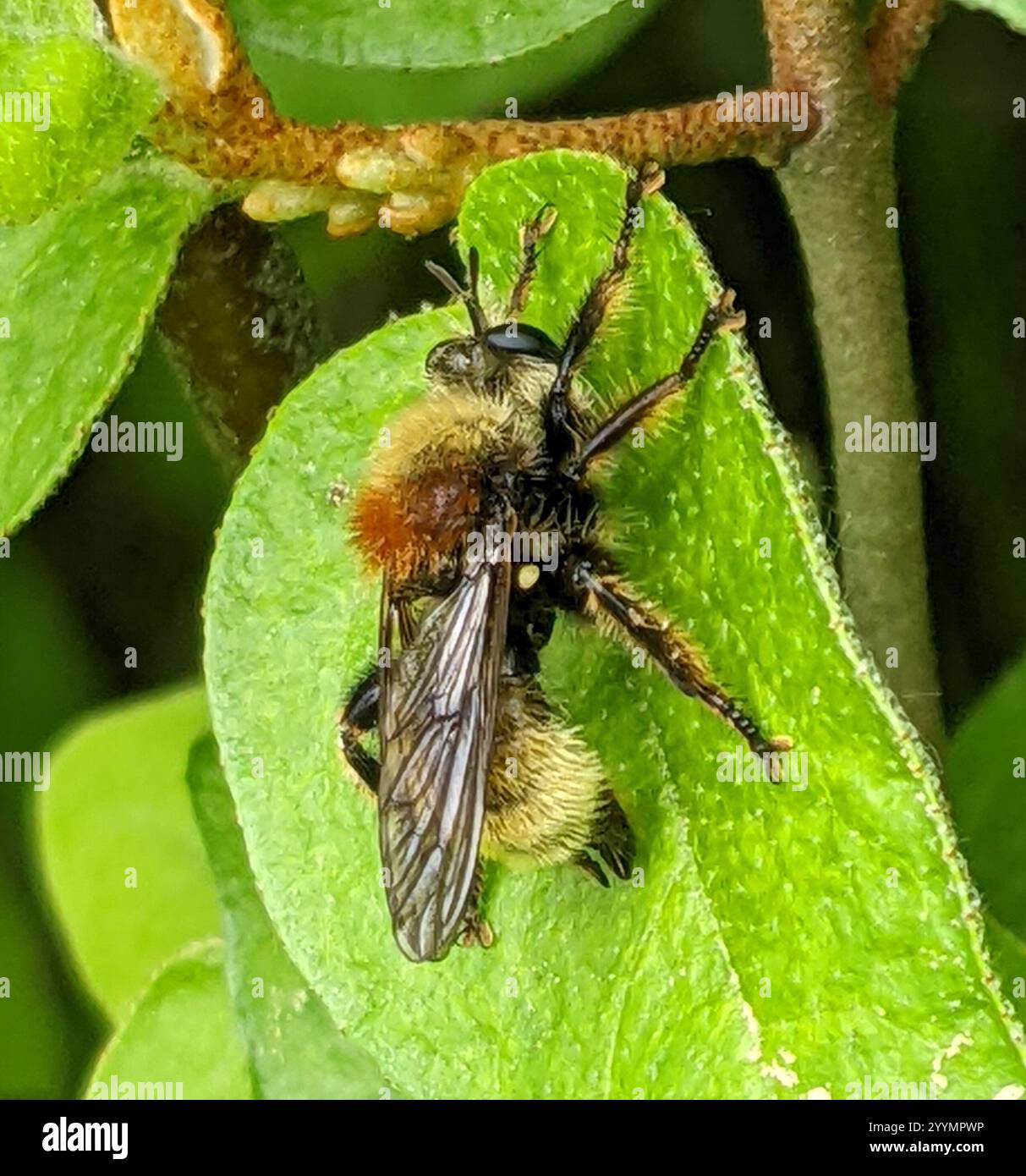 Bee-mimic Robber Flies (Laphria Stock Photo - Alamy