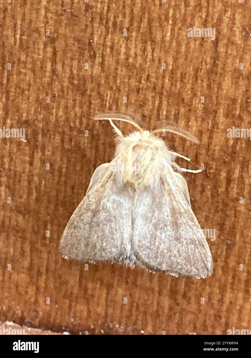 Tent Caterpillar Moths (Malacosoma Stock Photo - Alamy