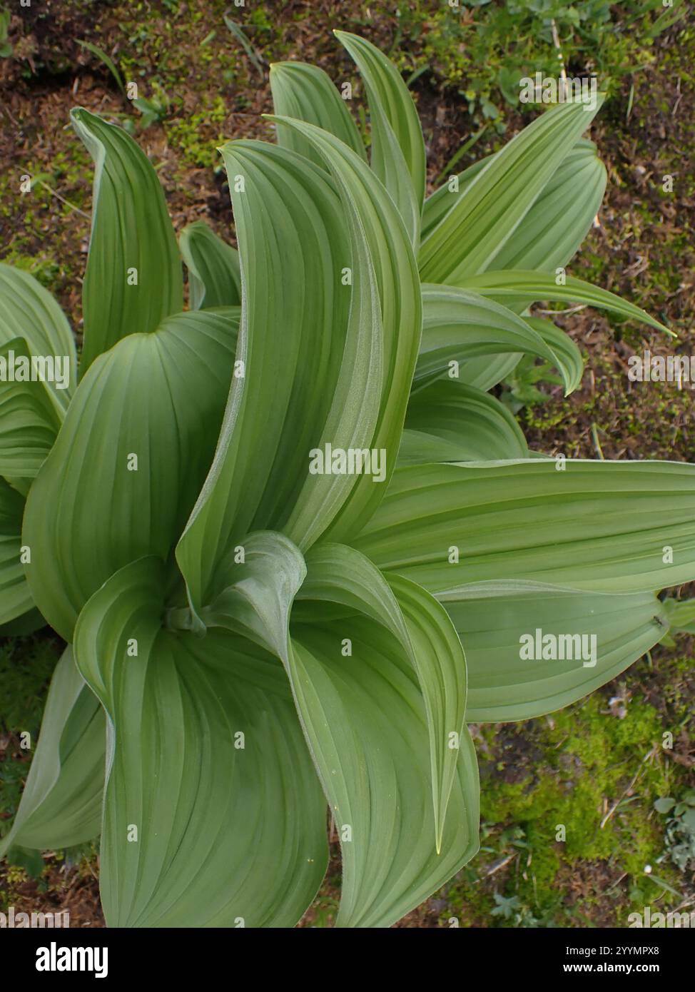 green false hellebore (Veratrum viride Stock Photo - Alamy