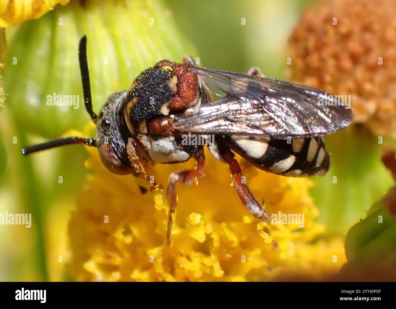 Black-thighed Cellophane-cuckoo Bee (Epeolus variegatus Stock Photo - Alamy