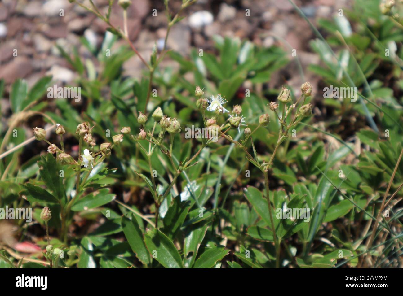 three-toothed cinquefoil (Sibbaldiopsis tridentata Stock Photo - Alamy