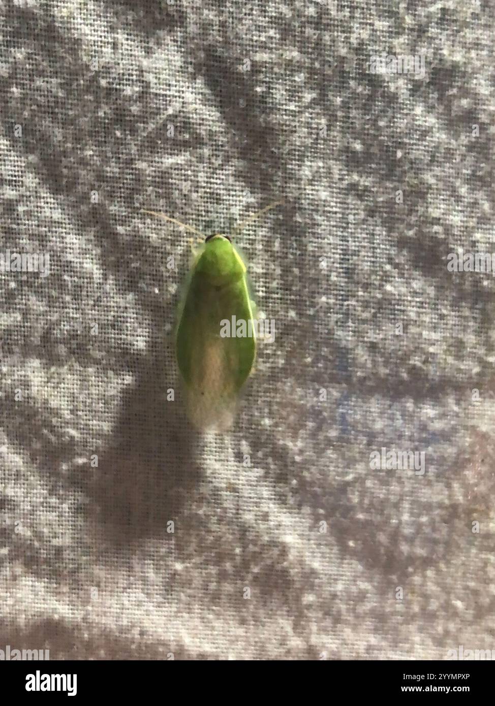 Banana Cockroach (Panchlora nivea Stock Photo - Alamy