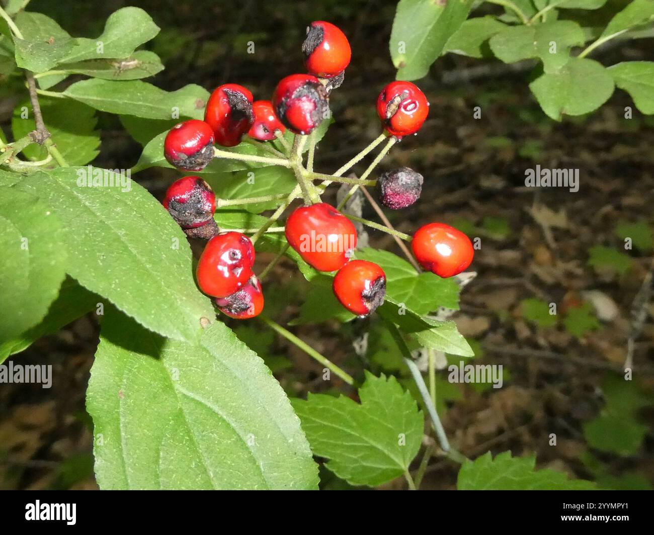 red baneberry (Actaea rubra Stock Photo - Alamy