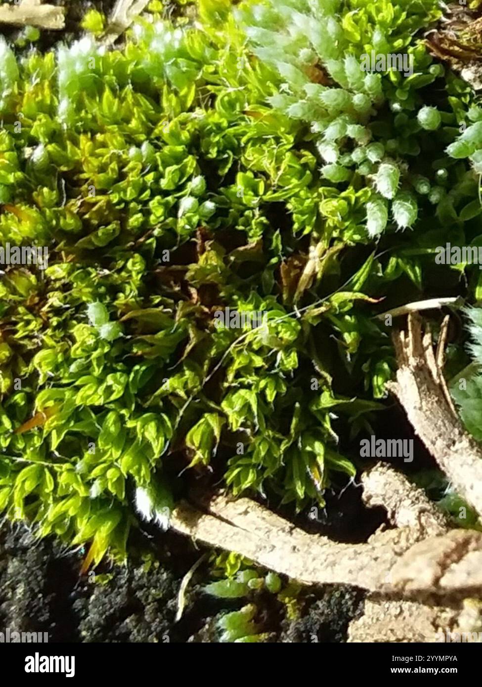 Wall Screw-moss (Tortula muralis Stock Photo - Alamy