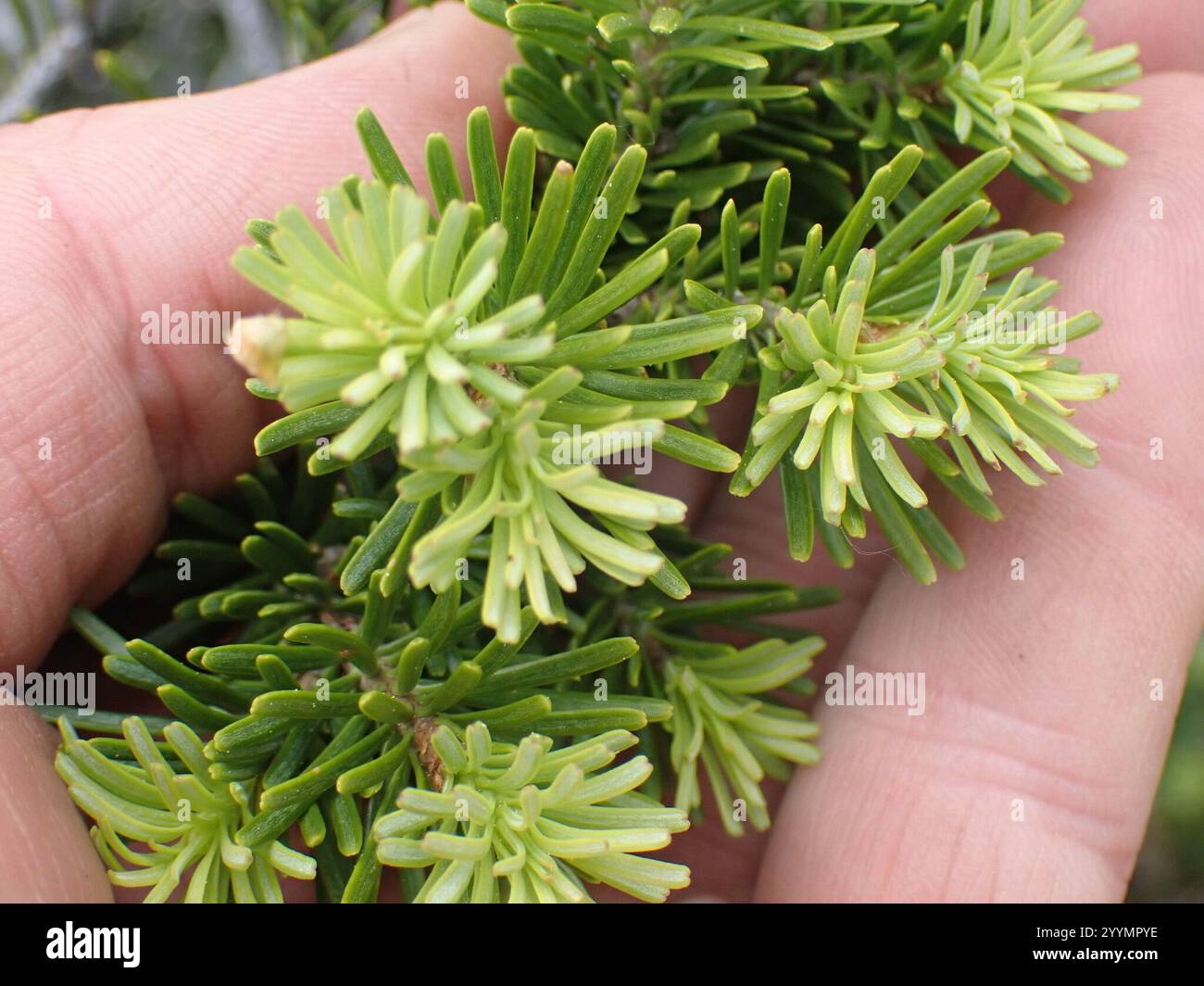 subalpine fir (Abies lasiocarpa Stock Photo - Alamy