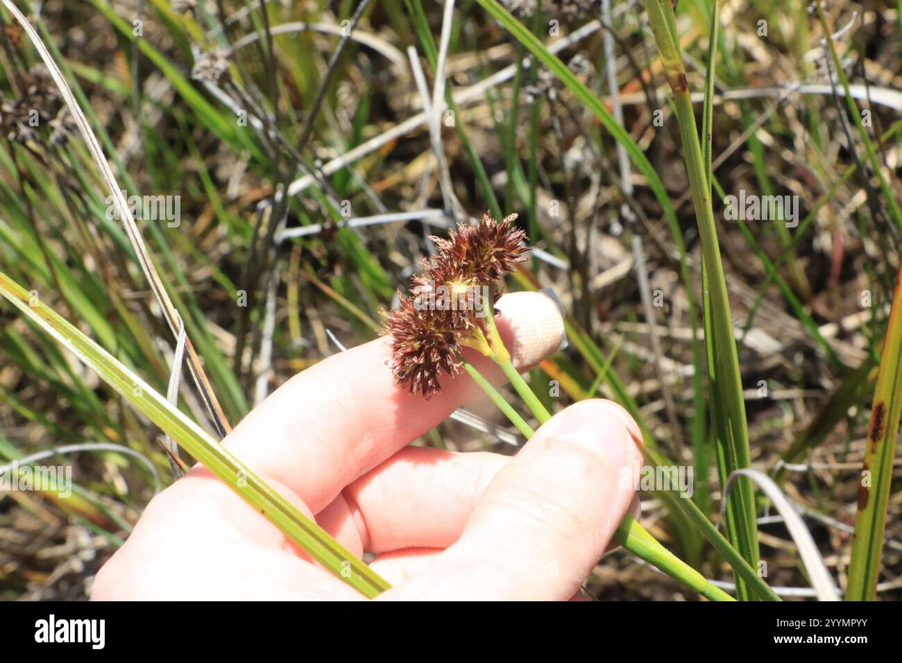 grasses, sedges, cattails, and allies (Poales Stock Photo - Alamy