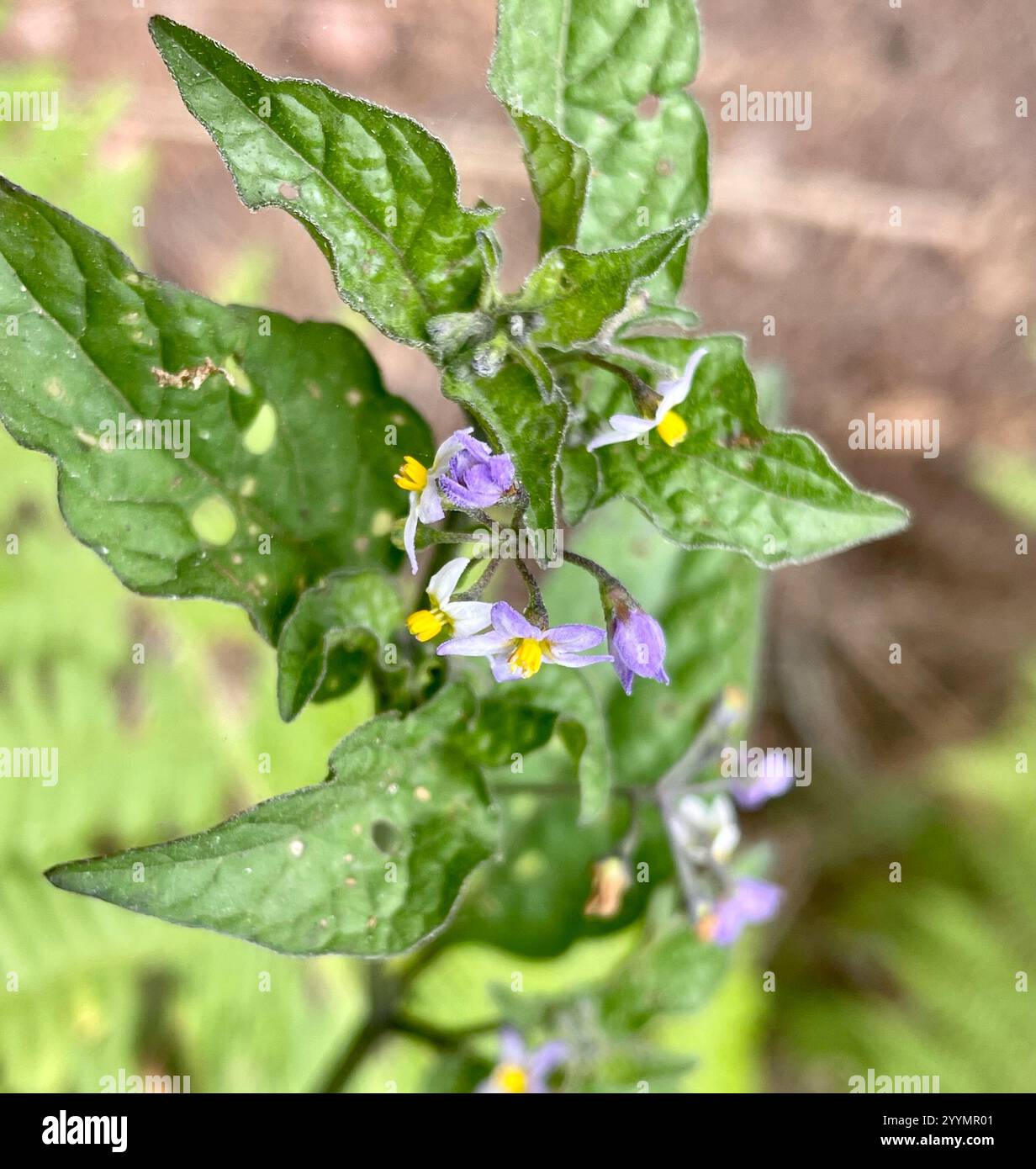 American black nightshade (Solanum americanum Stock Photo - Alamy