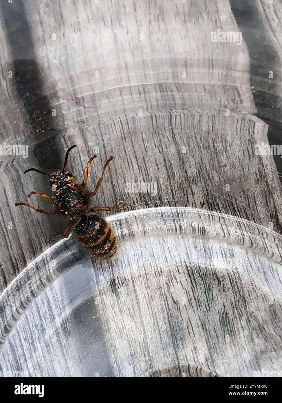 Median Wasp (Dolichovespula media Stock Photo - Alamy
