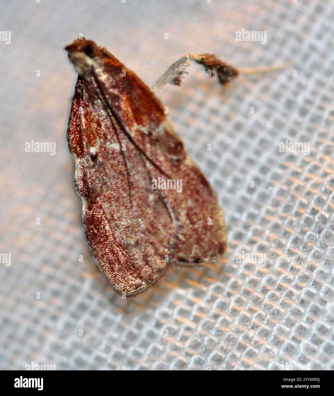 Leaftier moth hi-res stock photography and images - Alamy