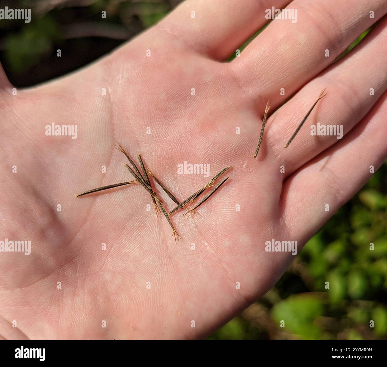 Spanish needles (Bidens bipinnata Stock Photo - Alamy