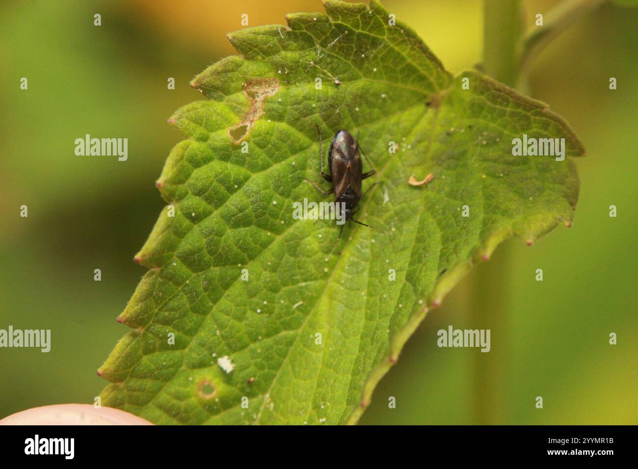 True Bugs (Heteroptera Stock Photo - Alamy