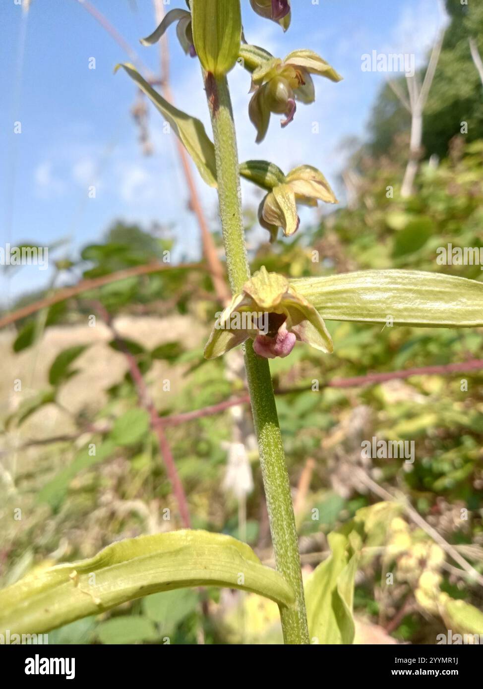 Broad-leaved helleborine (Epipactis helleborine Stock Photo - Alamy