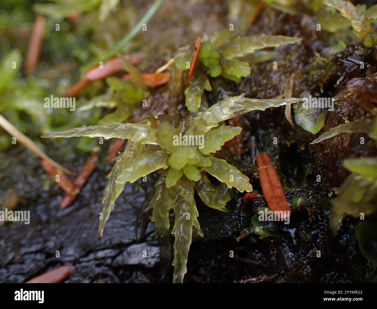 Papillose Peatmoss (Sphagnum papillosum Stock Photo - Alamy